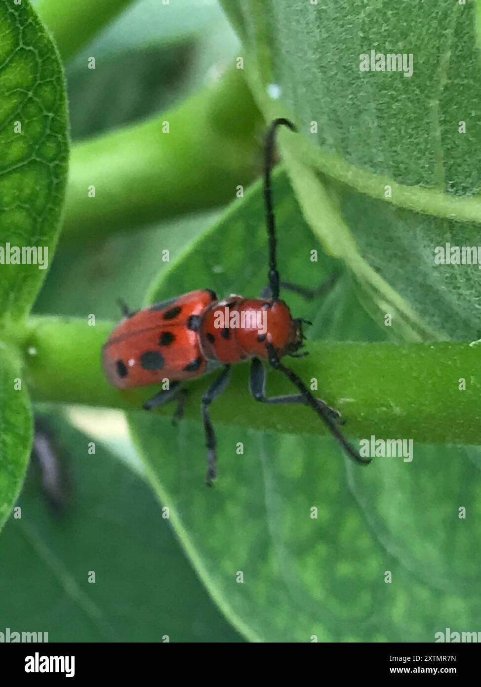 Red Milkweed Beetle (Tetraopes tetrophthalmus) Insecta Stock Photo - Alamy