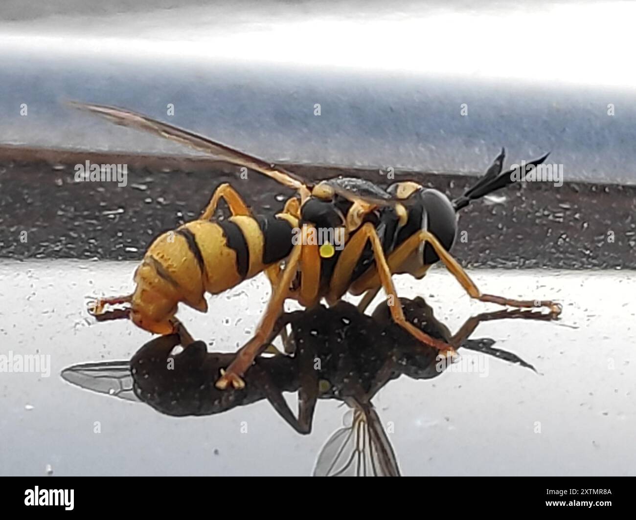 (Leopoldius valvatus) Insecta Stock Photo - Alamy