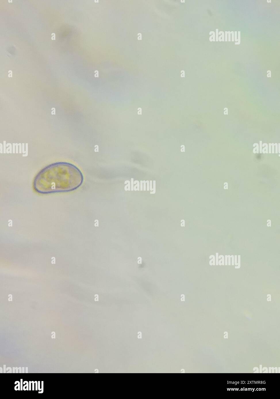 (Pseudosperma friabile) Fungi Stock Photo - Alamy