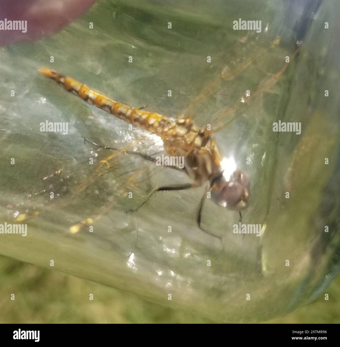 Variegated Meadowhawk (Sympetrum corruptum) Insecta Stock Photo - Alamy