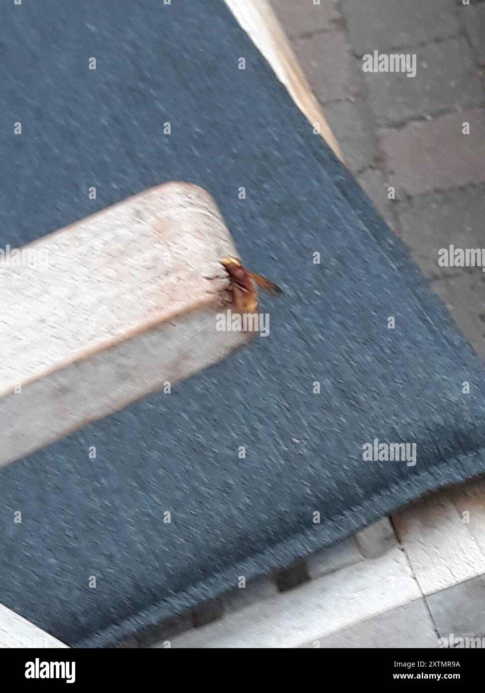 Hornet Mimic Hover Fly (Volucella zonaria) Insecta Stock Photo - Alamy