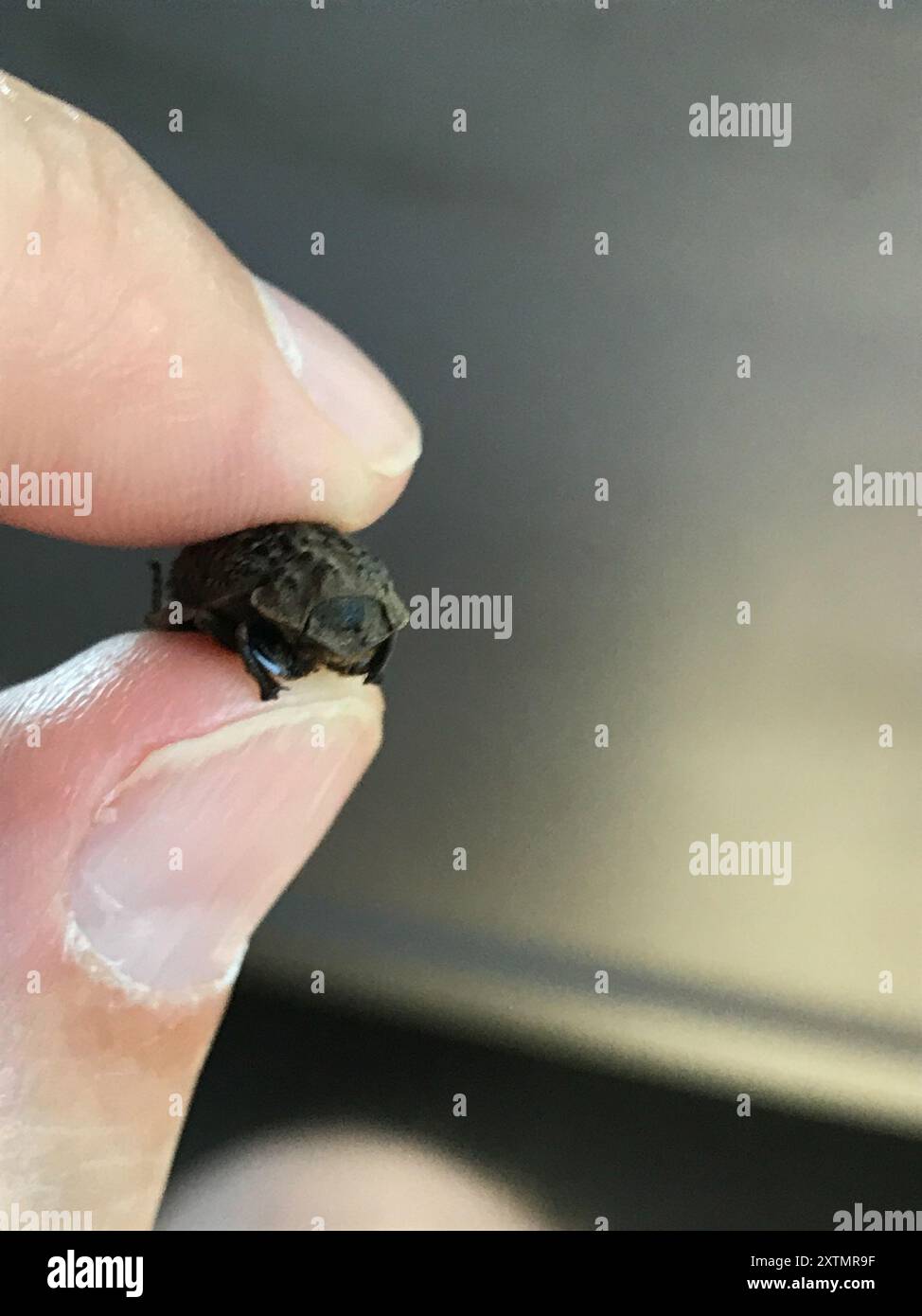 Carcass Beetles (Omorgus) Insecta Stock Photo - Alamy