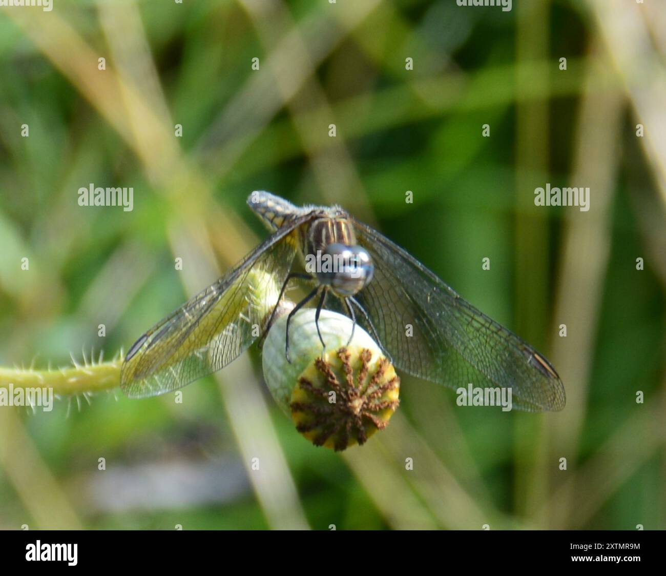 Blue Dasher (Pachydiplax longipennis) Insecta Stock Photo - Alamy