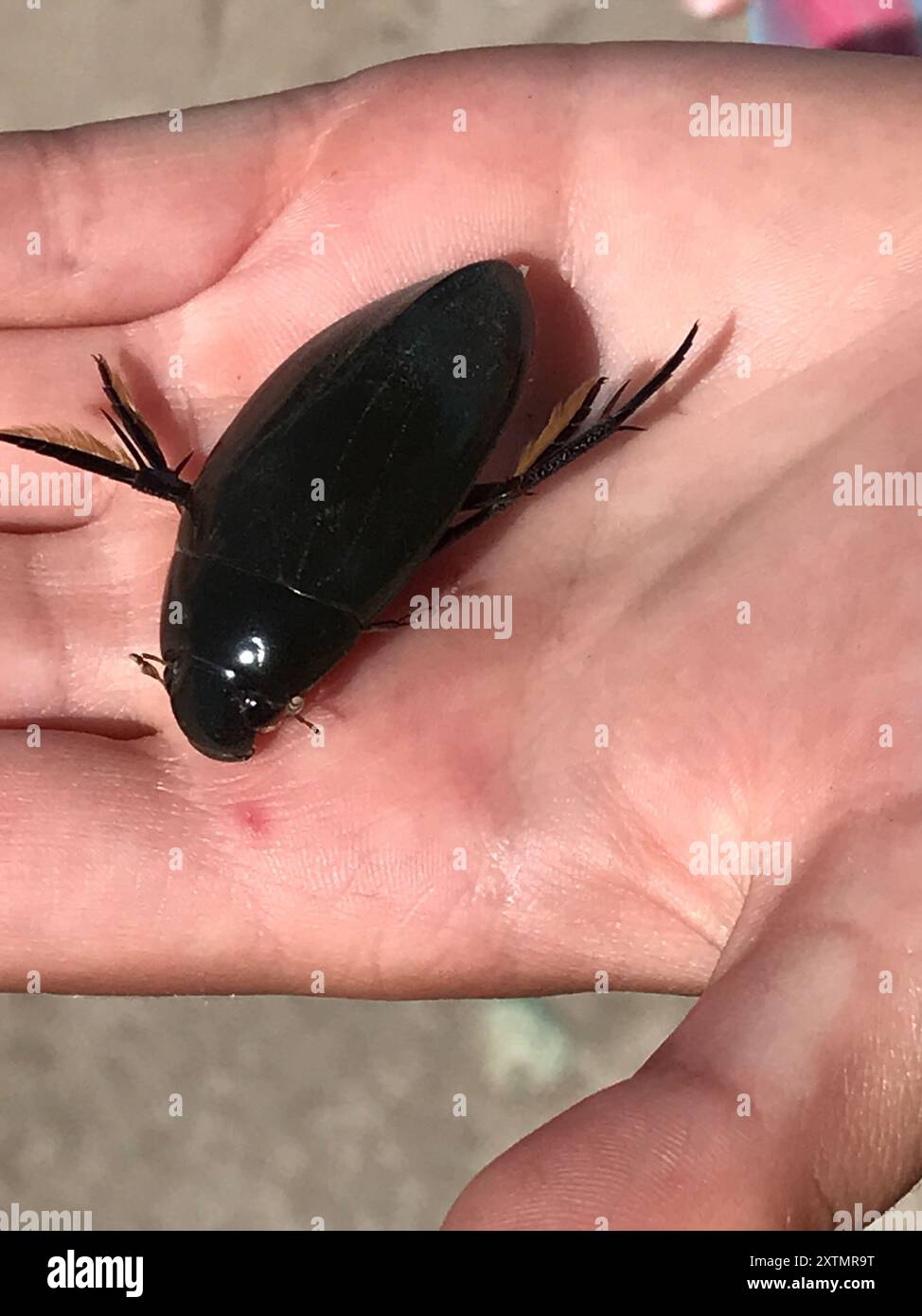 Giant Water Scavenger Beetle (Hydrophilus triangularis) Insecta Stock ...