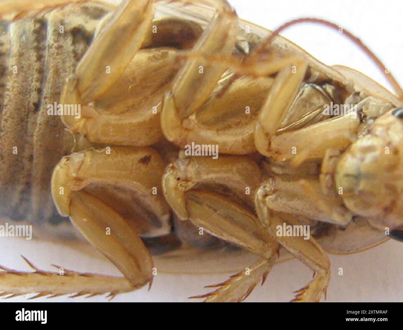 Cockroaches and Termites (Blattodea) Insecta Stock Photo - Alamy