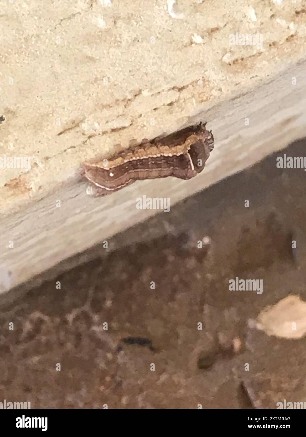 Wedgling Moth (Galgula partita) Insecta Stock Photo - Alamy