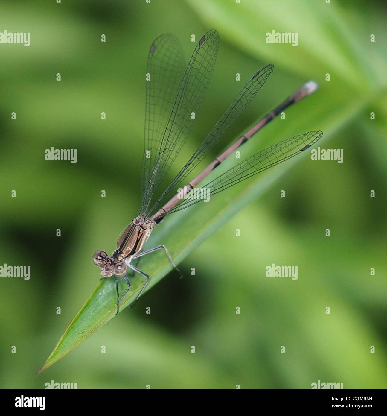 Variable Dancer (Argia fumipennis) Insecta Stock Photo - Alamy