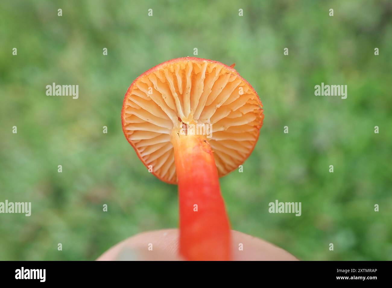Cranberry Waxy Cap (Hygrocybe turunda) Fungi Stock Photo - Alamy