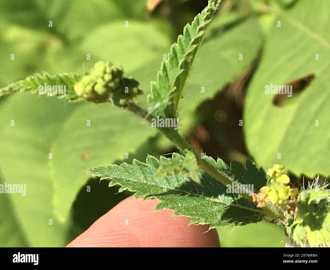 Nettleleaf Noseburn (Tragia urticifolia) Plantae Stock Photo - Alamy