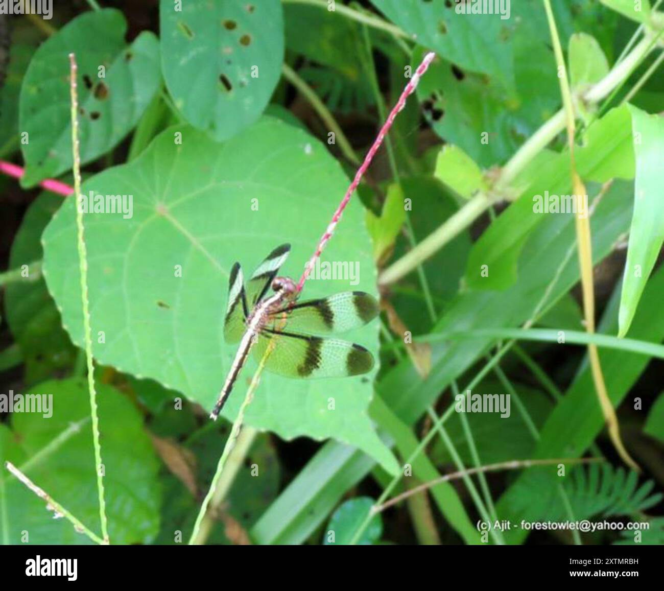 Pied Paddy Skimmer (Neurothemis tullia) Insecta Stock Photo - Alamy