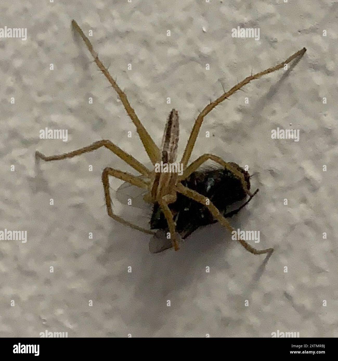 Slender Crab Spiders (Tibellus) Arachnida Stock Photo - Alamy