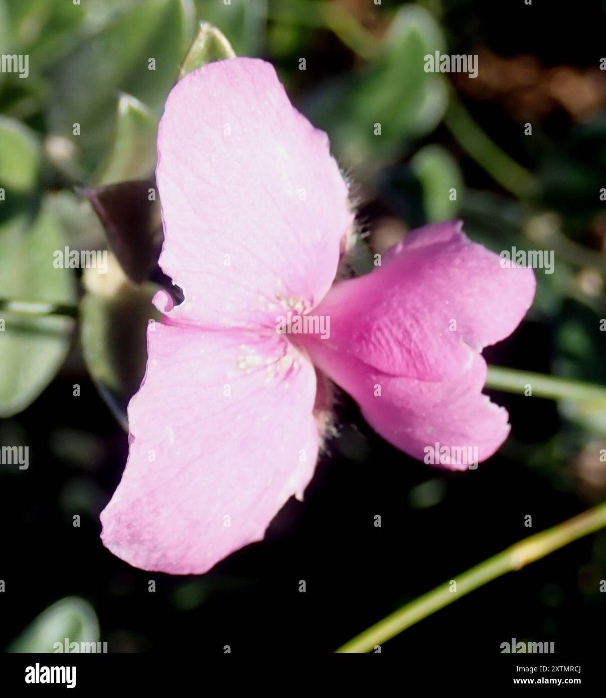 Hairy Capesweetpea (Podalyria burchellii) Plantae Stock Photo - Alamy