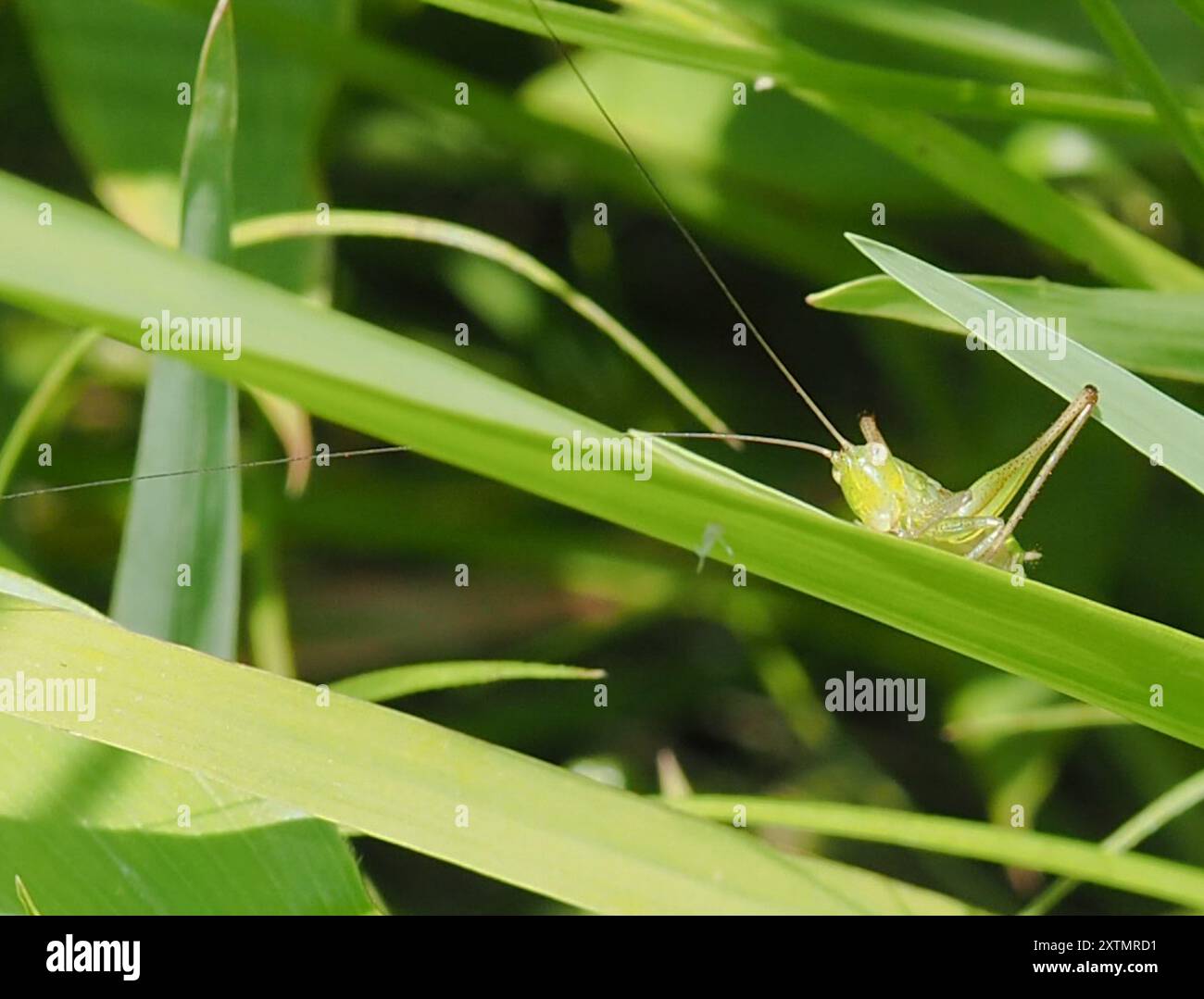 Coneheads and Meadow Katydids (Conocephalinae) Insecta Stock Photo - Alamy