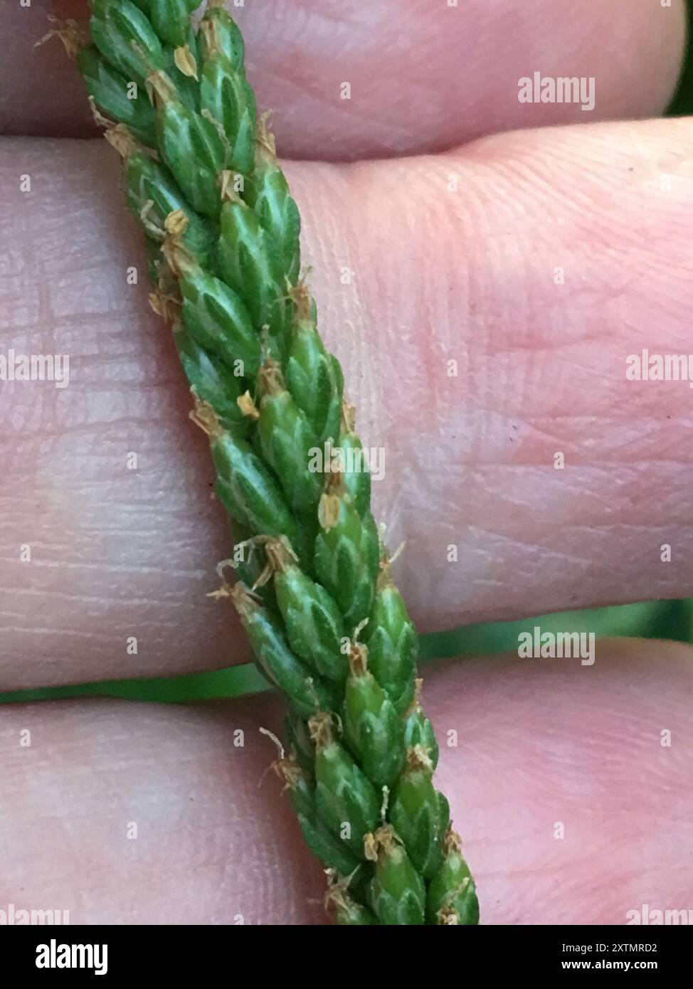 American plantain (Plantago rugelii) Plantae Stock Photo - Alamy