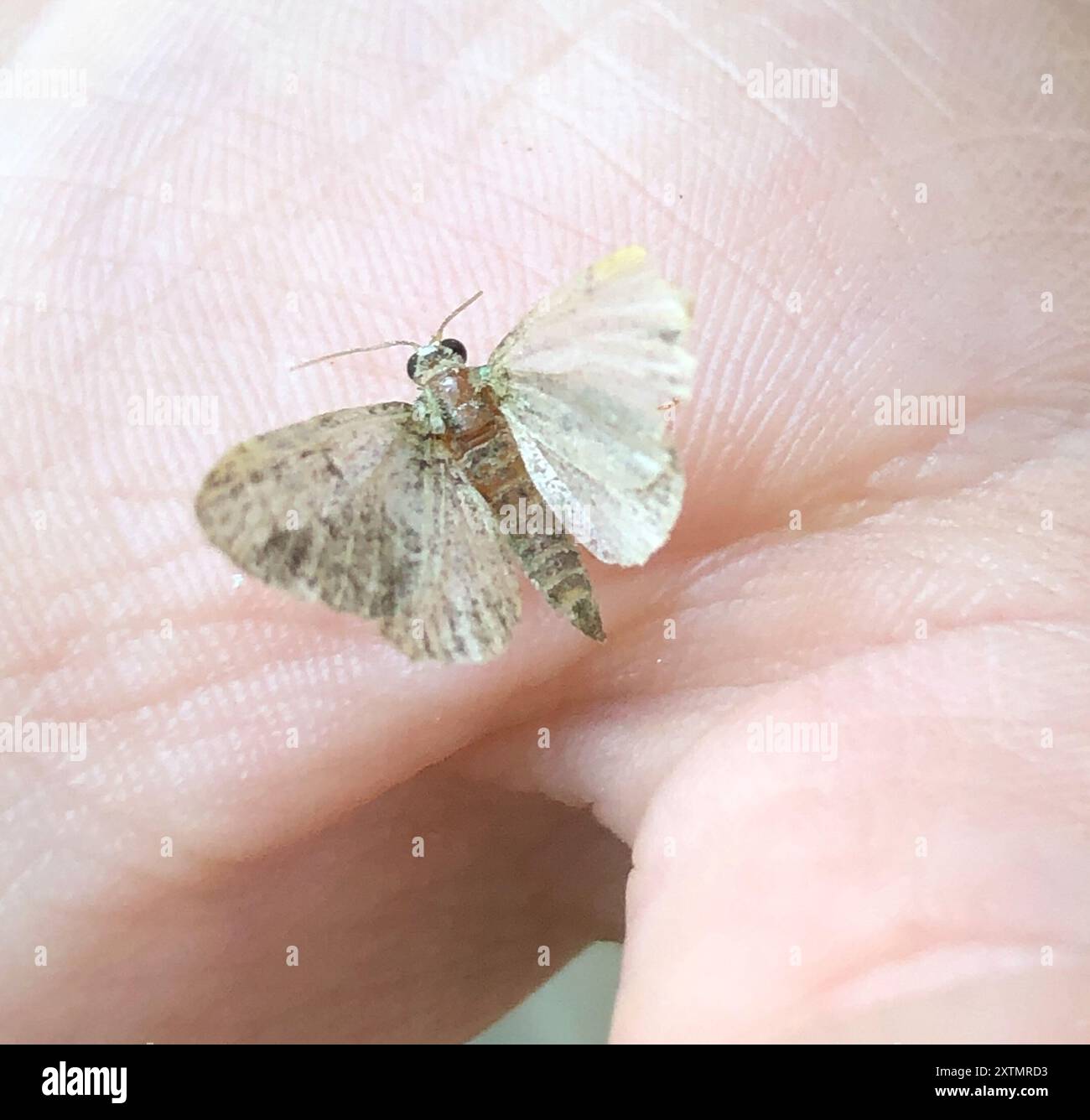 Geometer Moths (Geometridae) Insecta Stock Photo - Alamy