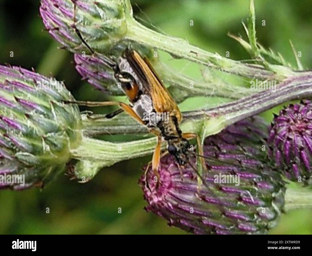 (Oedemera podagrariae) Insecta Stock Photo - Alamy