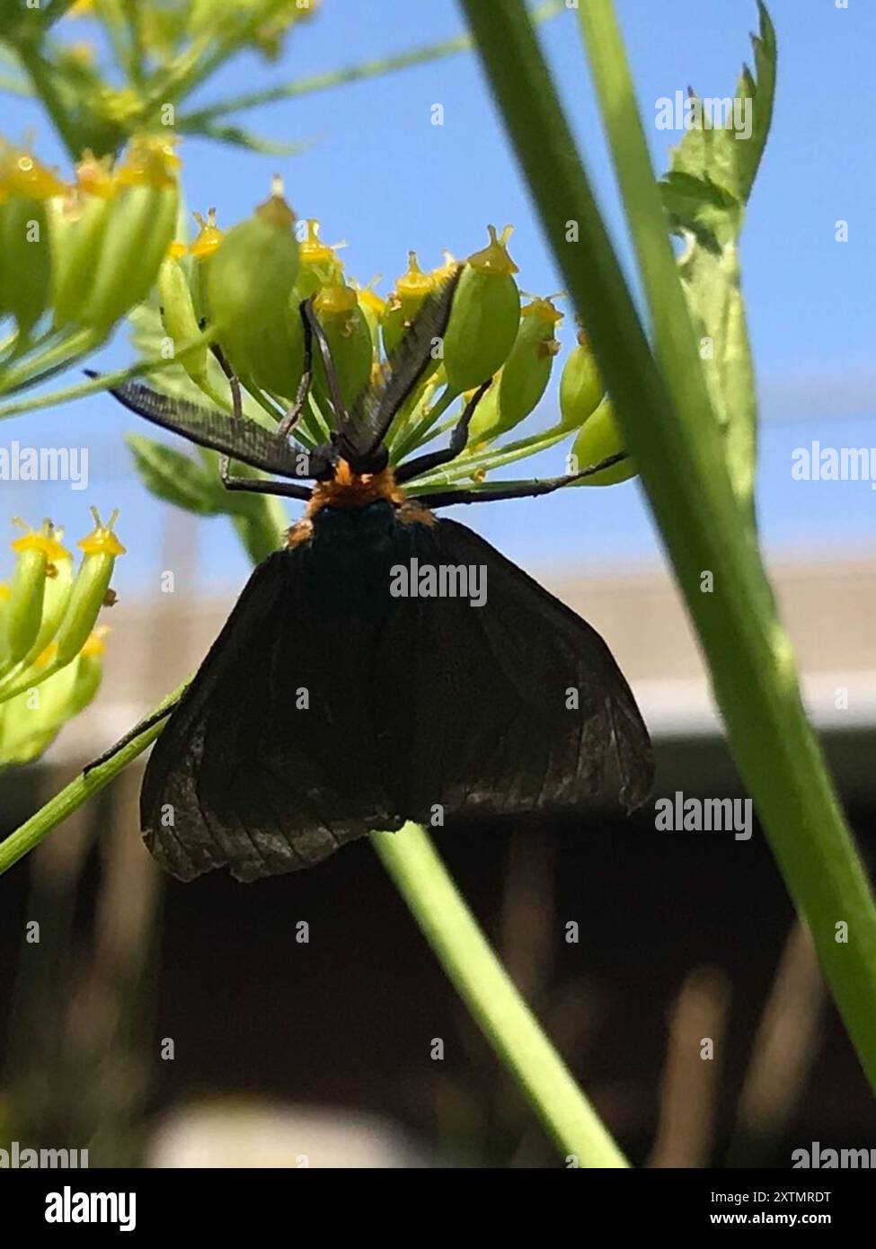 Virginia Ctenucha Moth (Ctenucha virginica) Insecta Stock Photo - Alamy