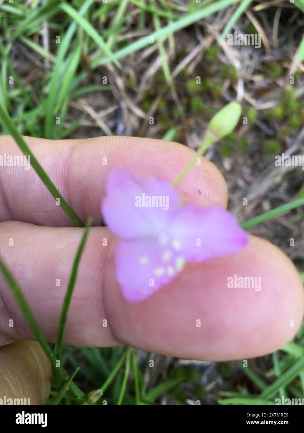 Grassleaf Roseling (Callisia graminea) Plantae Stock Photo - Alamy