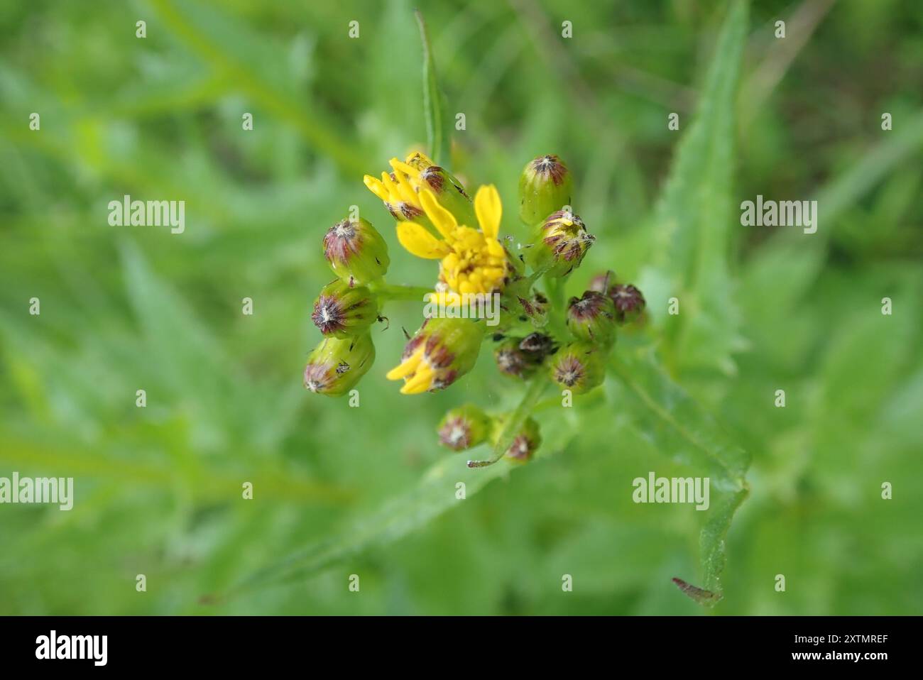 Arrowleaf Senecio (Senecio triangularis) Plantae Stock Photo - Alamy