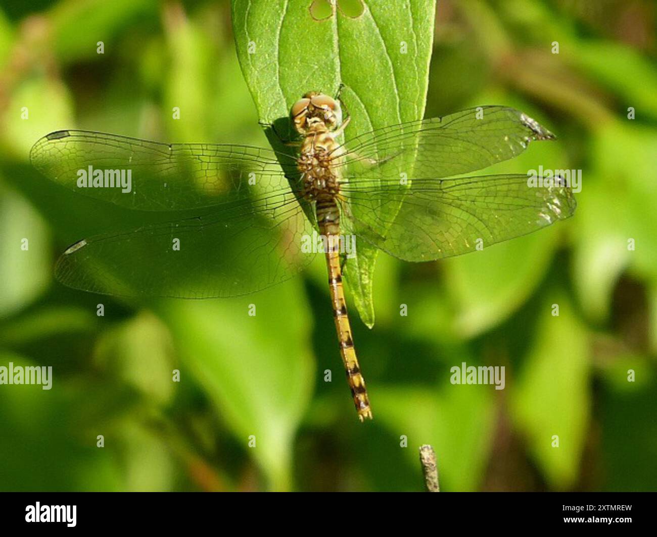 Blue-faced Meadowhawk (Sympetrum ambiguum) Insecta Stock Photo - Alamy