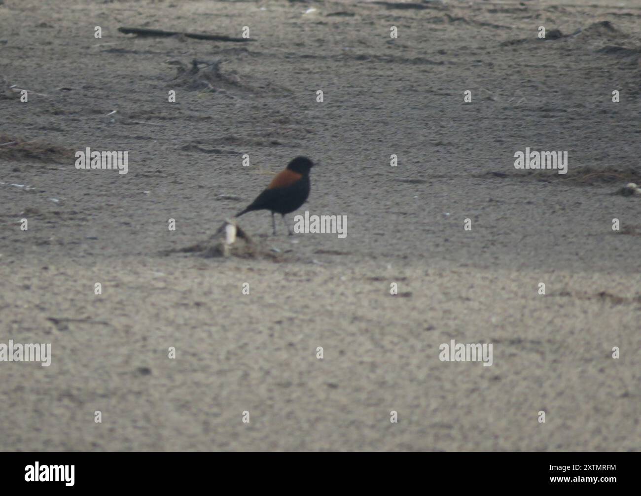 Austral negrito lessonia rufa hi-res stock photography and images - Alamy
