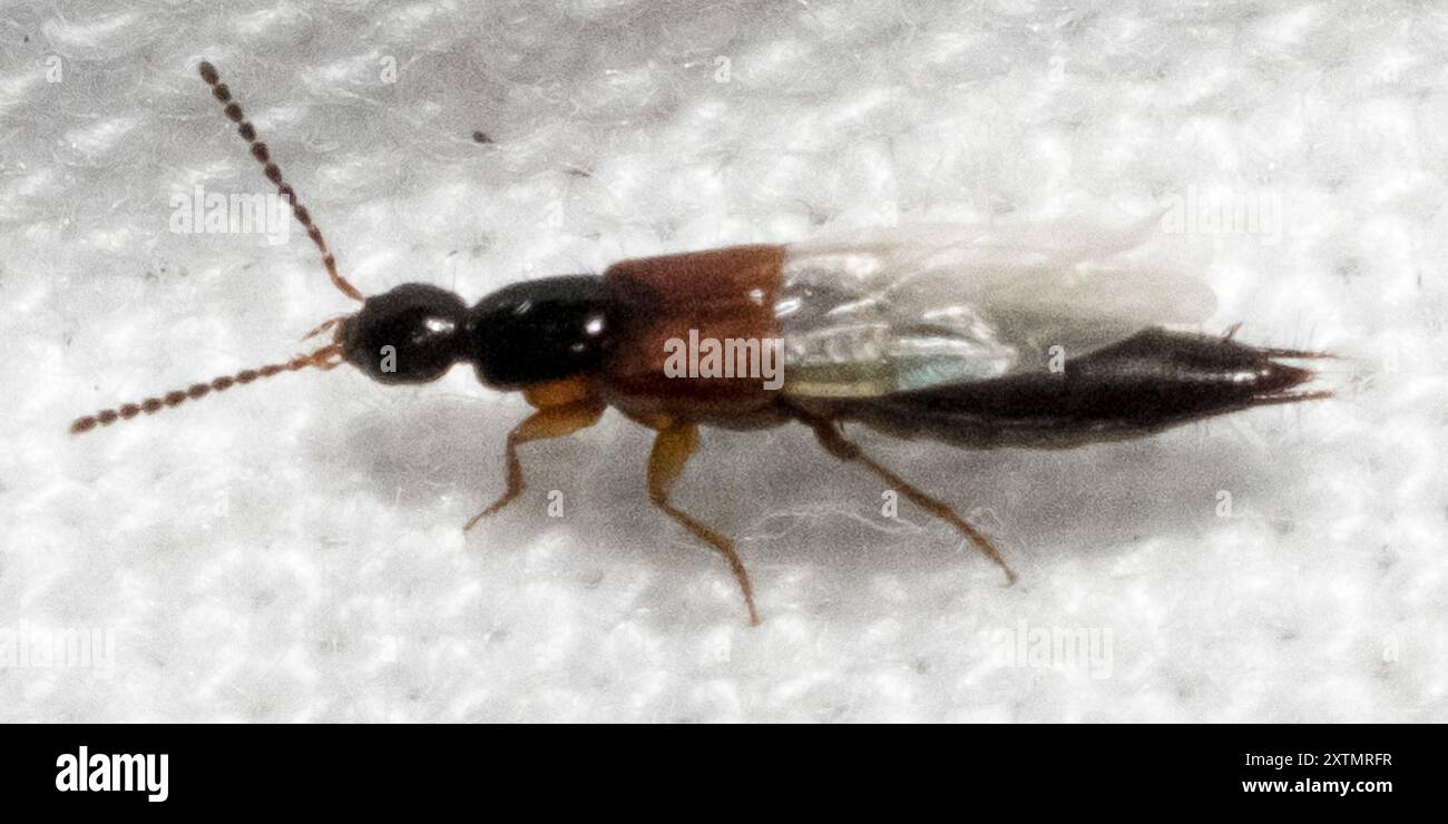 Rove Beetles (Staphylinidae) Insecta Stock Photo - Alamy