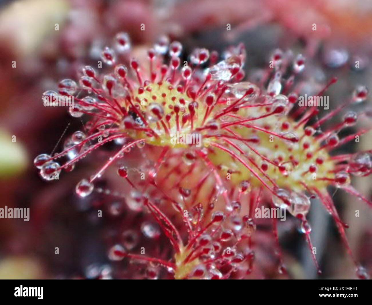 Great Sundew (Drosera anglica) Plantae Stock Photo - Alamy