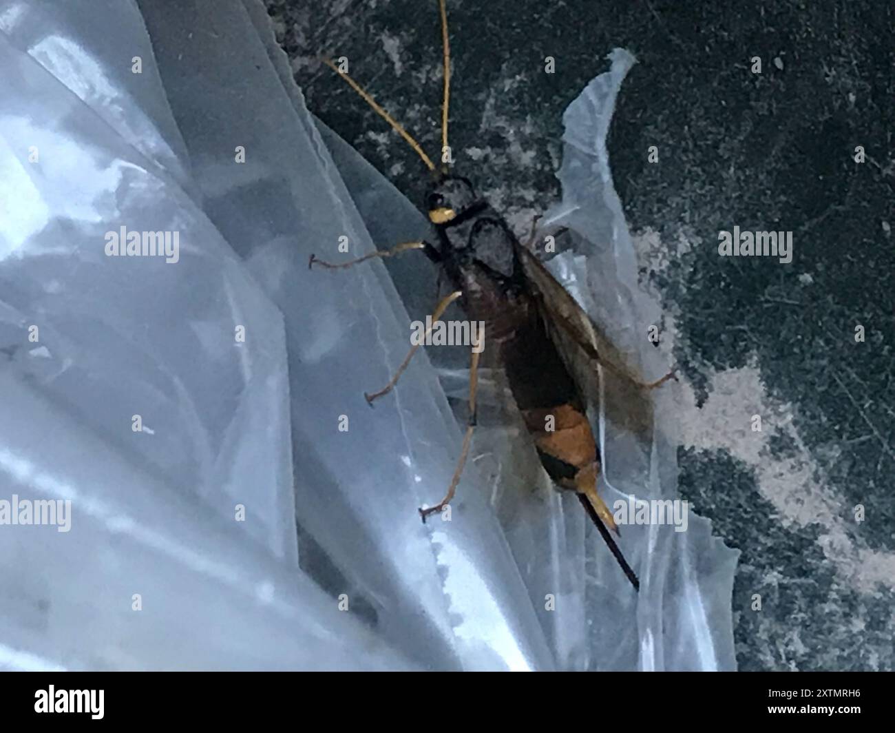 Giant Woodwasp (Urocerus gigas) Insecta Stock Photo - Alamy