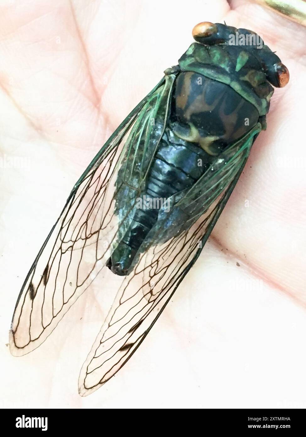 Robinson's Annual Cicada (Neotibicen robinsonianus) Insecta Stock Photo ...