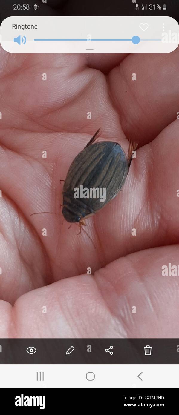Lesser Diving-beetle (Acilius sulcatus) Insecta Stock Photo - Alamy