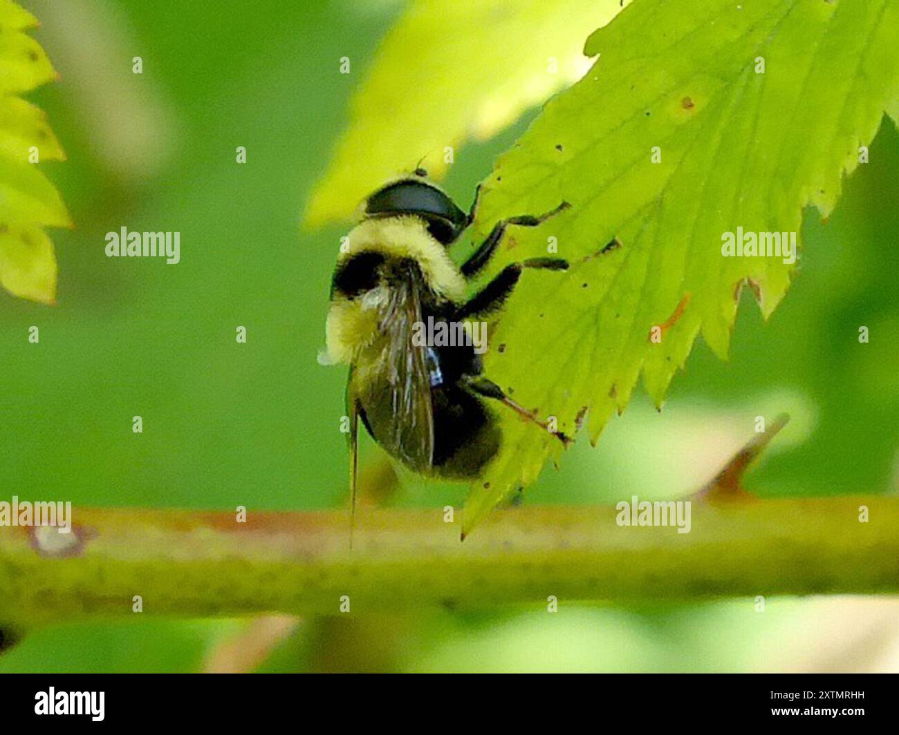 Orange-legged Drone Fly (Eristalis flavipes) Insecta Stock Photo - Alamy