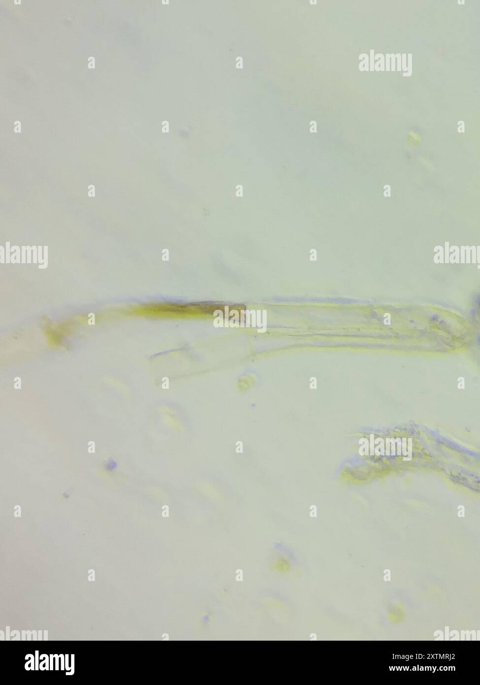 Phloeomana hi-res stock photography and images - Alamy
