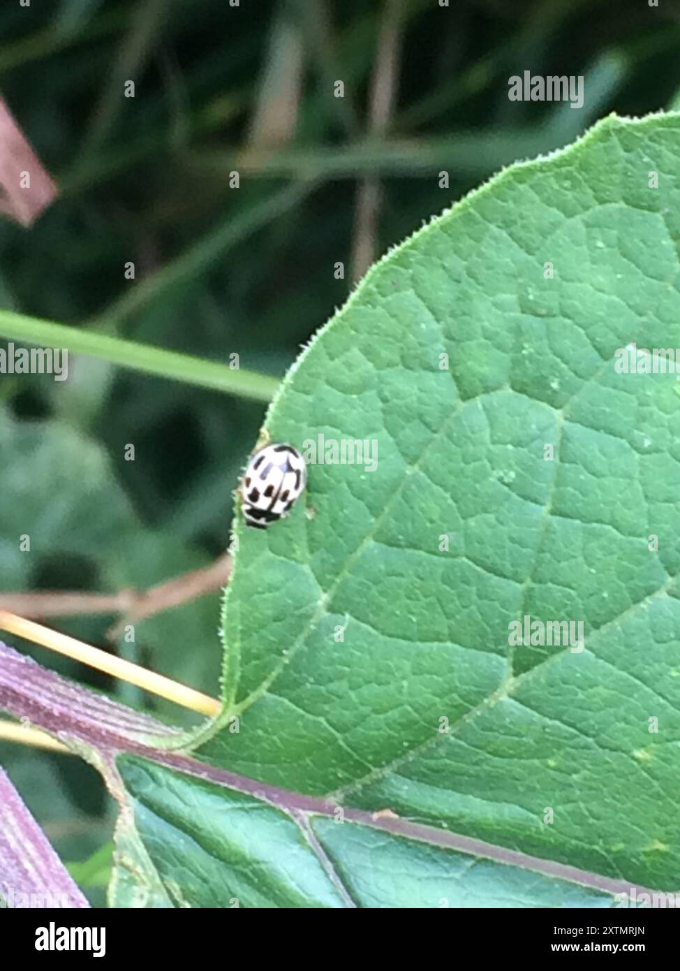 Fourteen-spotted Lady Beetle (Propylea quatuordecimpunctata) Insecta ...
