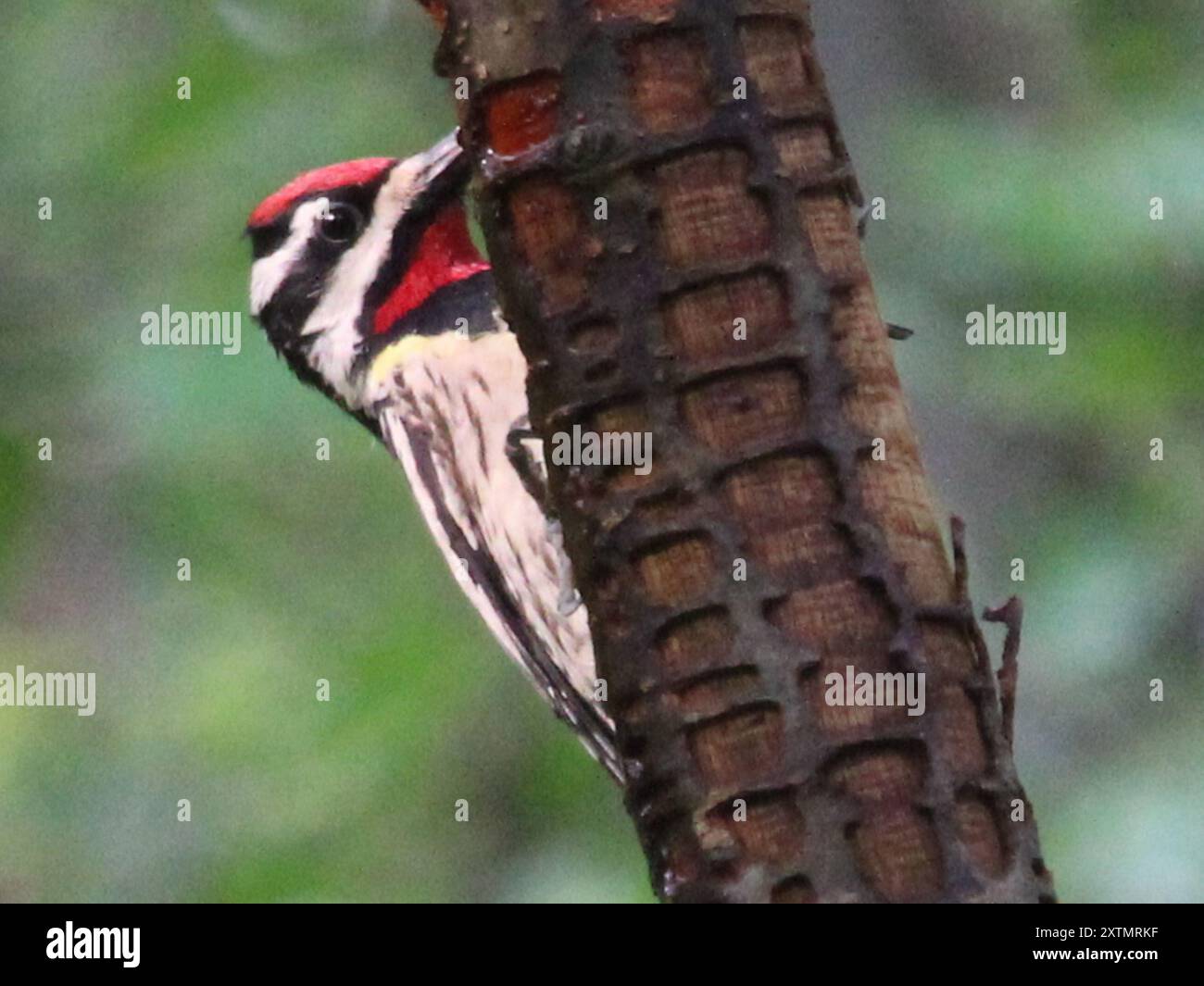 Yellow-bellied Sapsucker (Sphyrapicus varius) Aves Stock Photo - Alamy