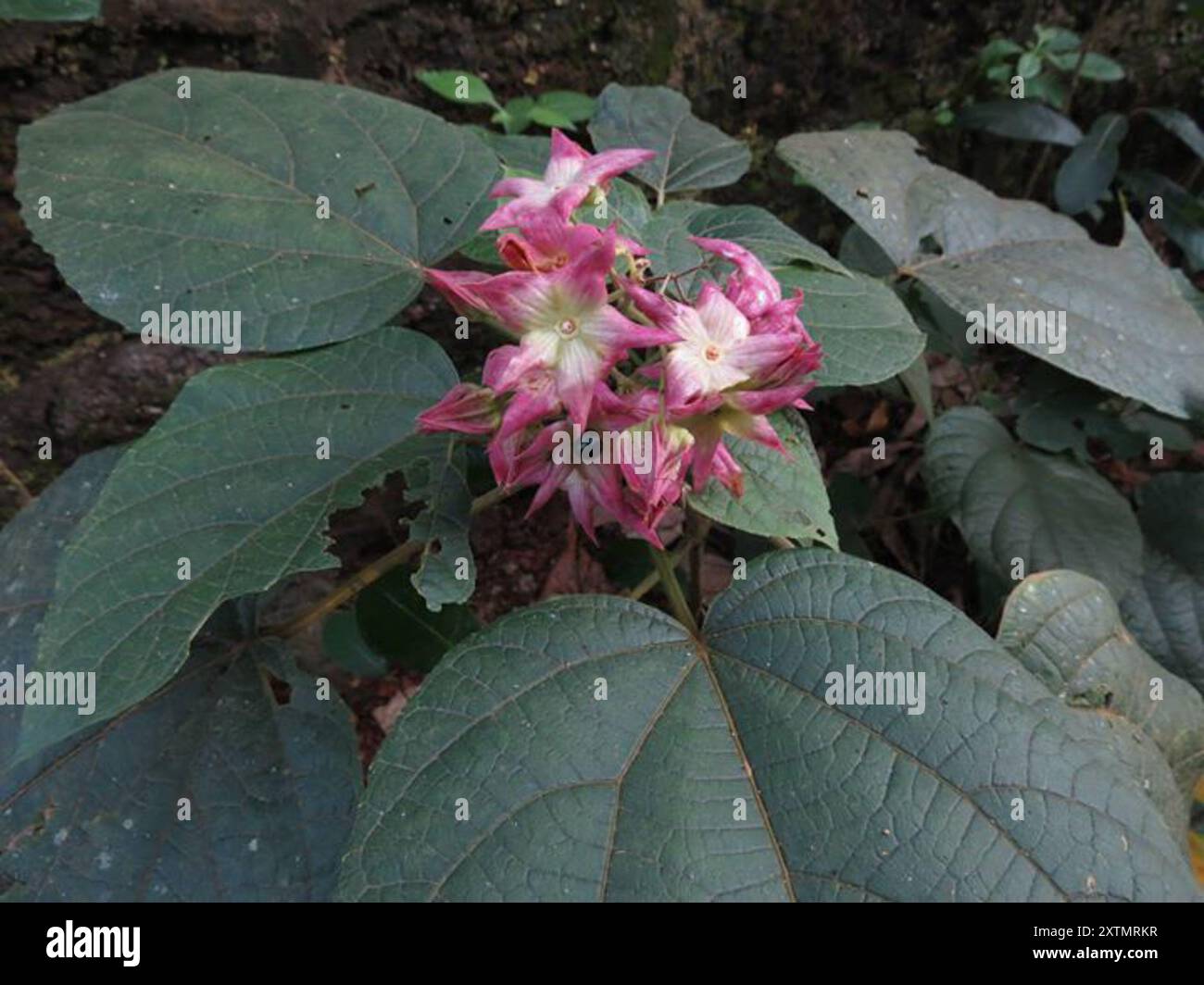 Clerodendrums (Clerodendrum) Plantae Stock Photo - Alamy