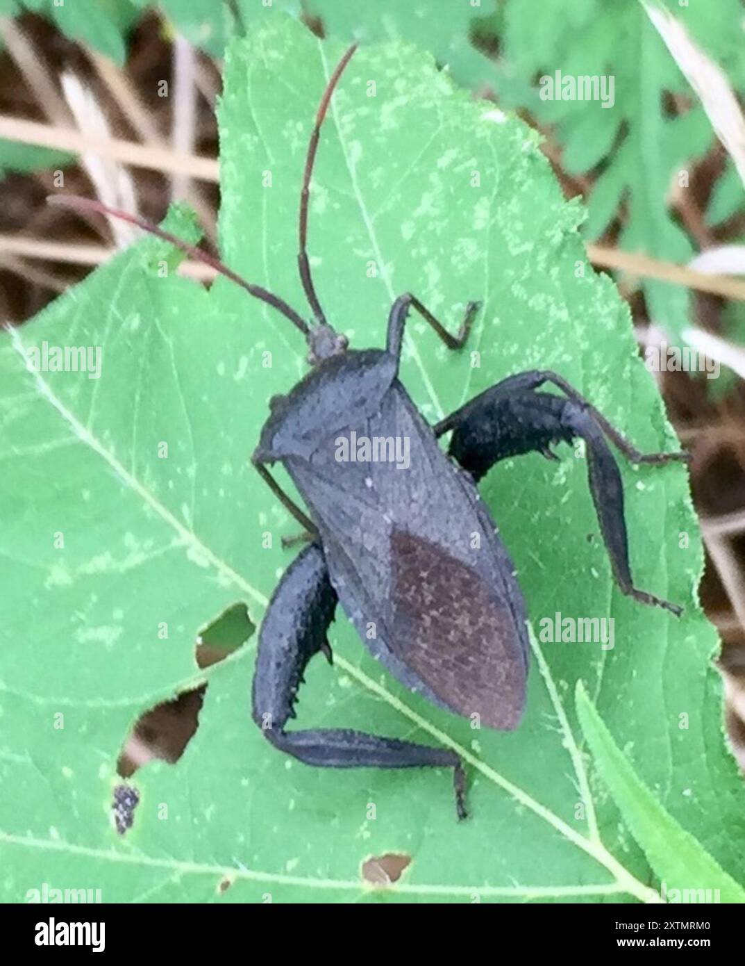 Florida Leaf-footed Bug (Acanthocephala femorata) Insecta Stock Photo ...