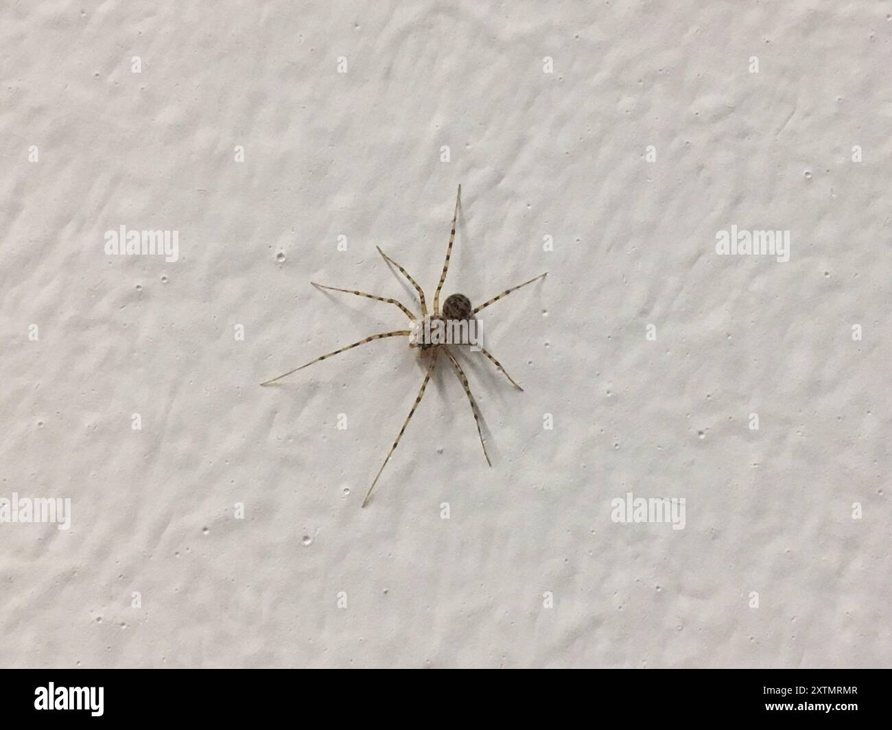 Common Spitting Spider (Scytodes thoracica) Arachnida Stock Photo - Alamy