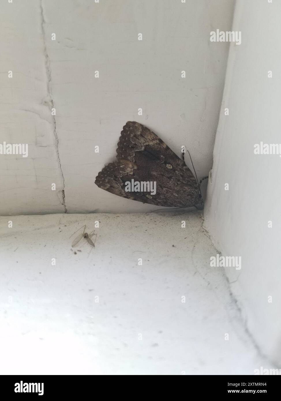 American Copper Underwing (Amphipyra pyramidoides) Insecta Stock Photo ...