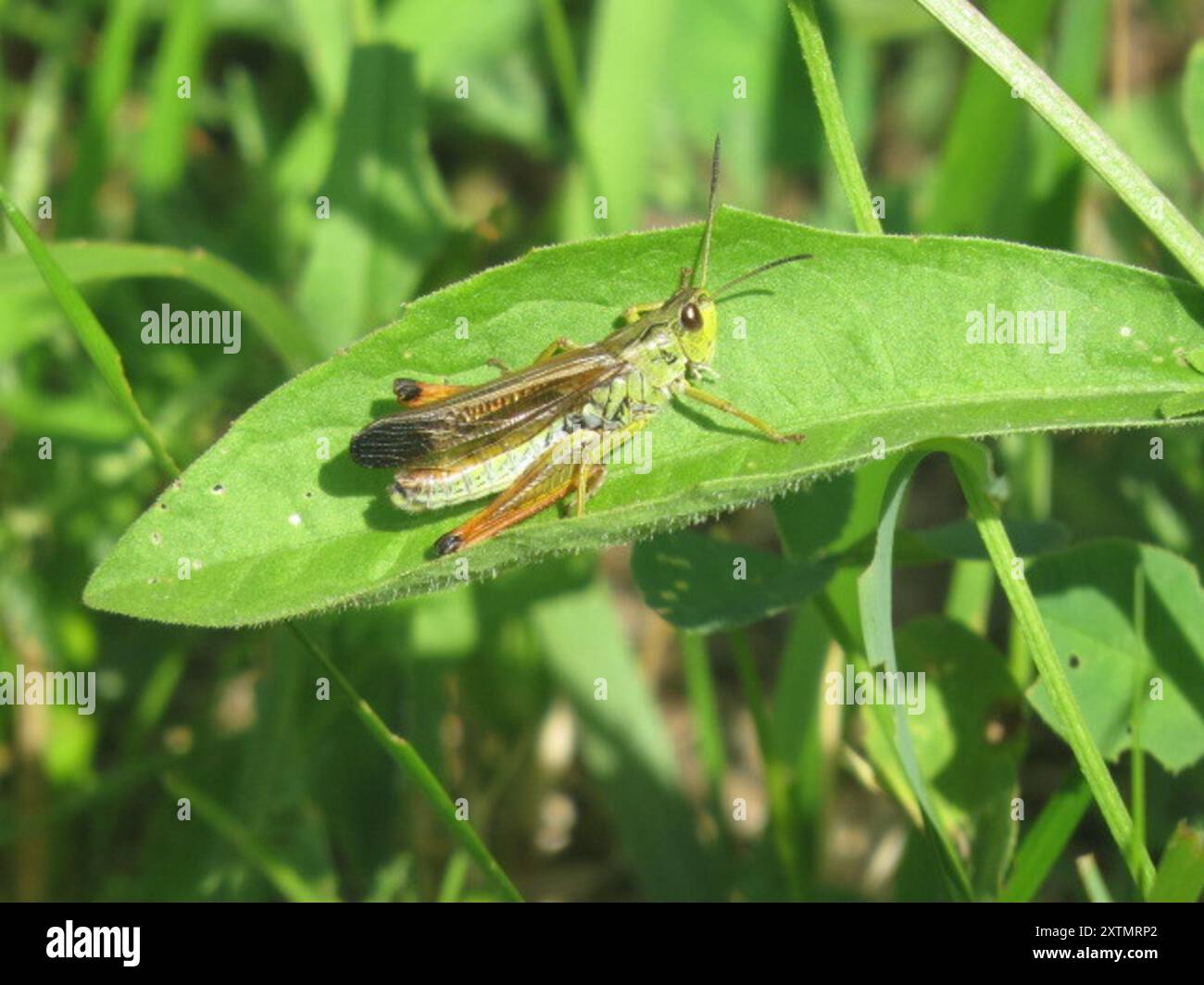 Ladder Grasshopper (Stauroderus scalaris) Insecta Stock Photo - Alamy