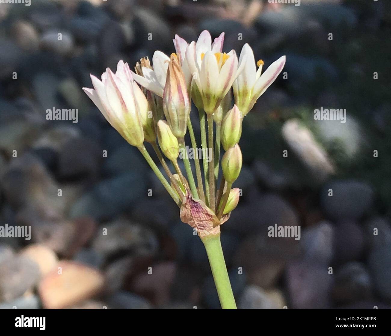 Onion Weed (Nothoscordum gracile) Plantae Stock Photo - Alamy