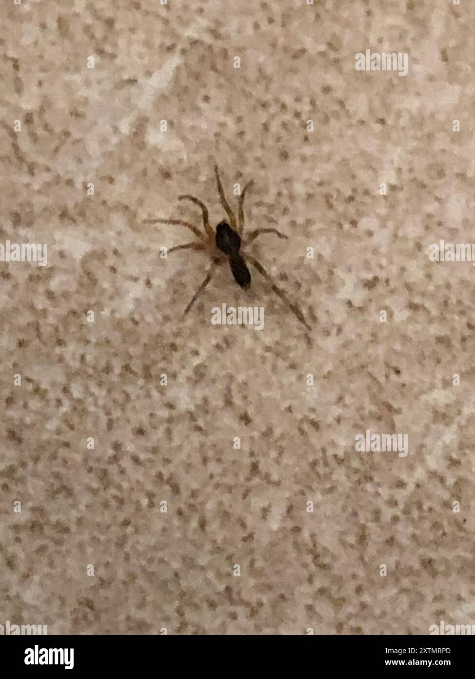 Sneak Spider (Harpactea hombergi) Arachnida Stock Photo - Alamy