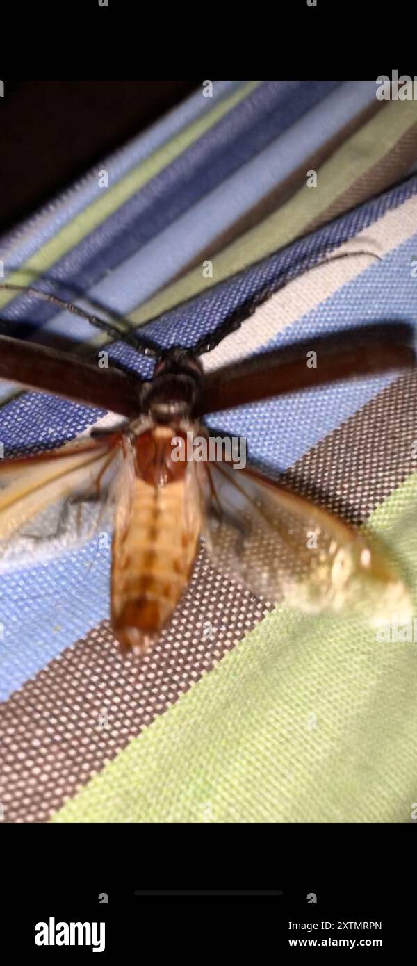 Palo Verde Root Borer (Derobrachus hovorei) Insecta Stock Photo - Alamy