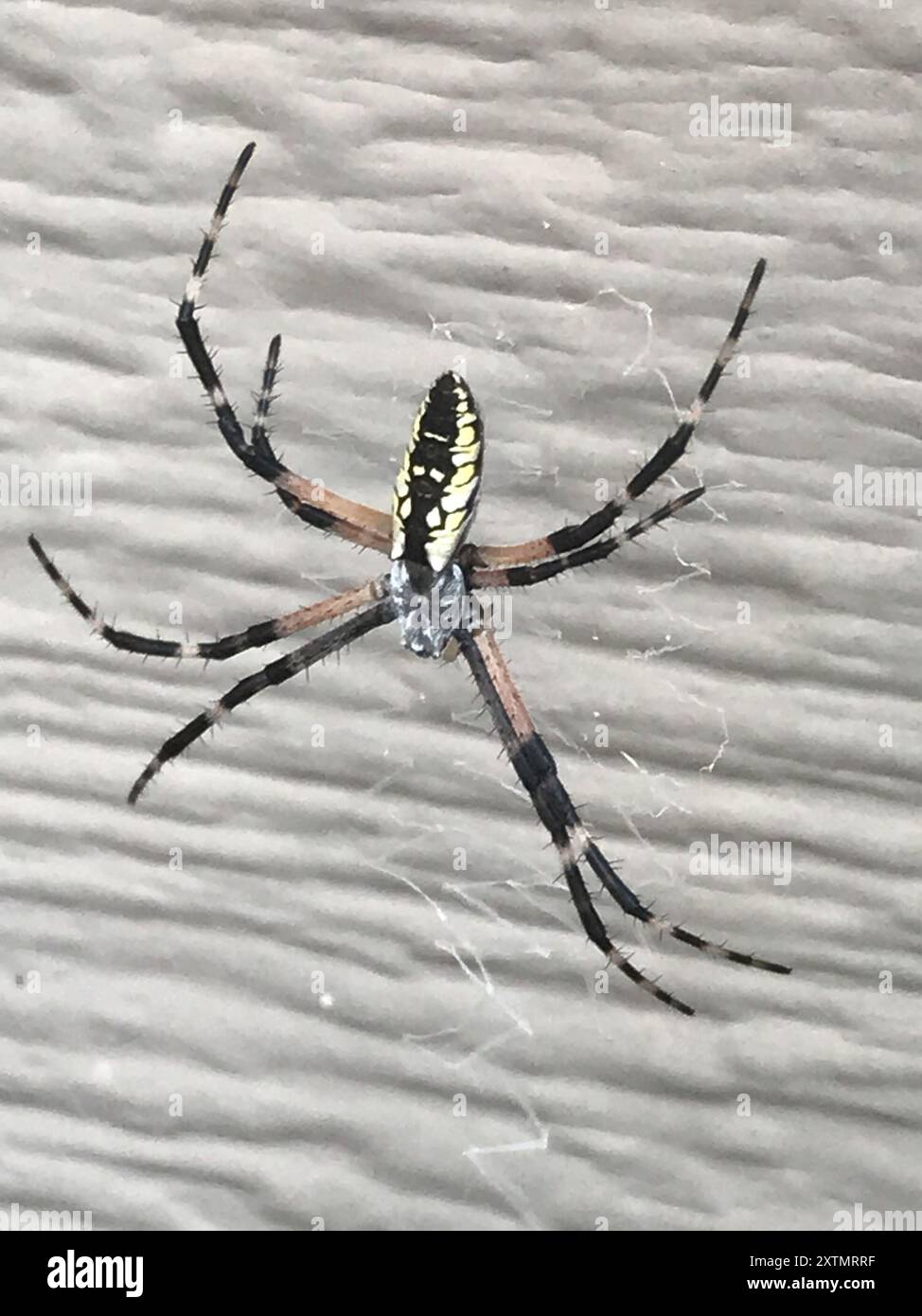 Yellow Garden Spider (Argiope aurantia) Arachnida Stock Photo - Alamy