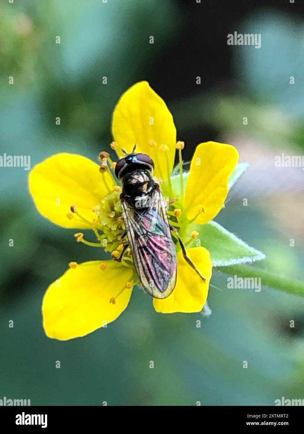 Sedgesitters (Platycheirus) Insecta Stock Photo - Alamy