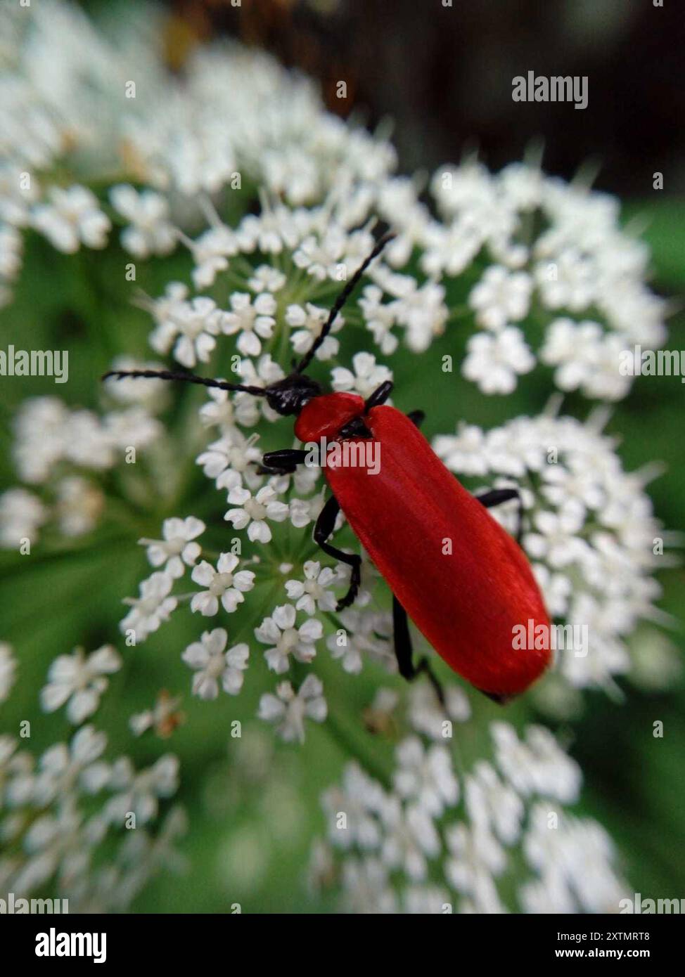 Black-headed Cardinal Beetle (Pyrochroa coccinea) Insecta Stock Photo ...