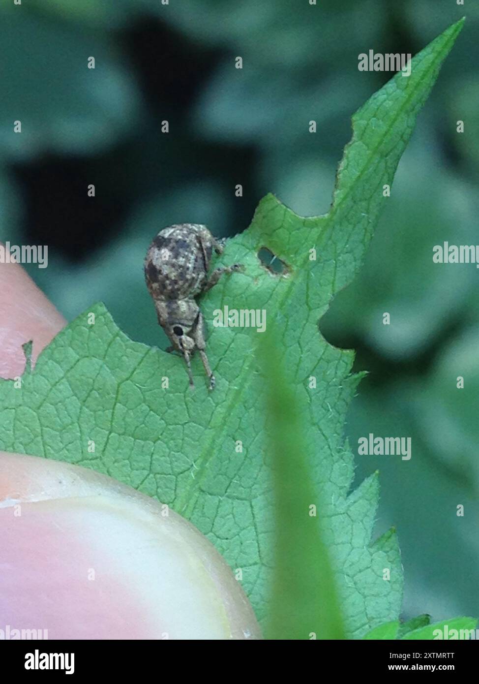 Two-banded Japanese Weevil (Pseudocneorhinus bifasciatus) Insecta Stock ...