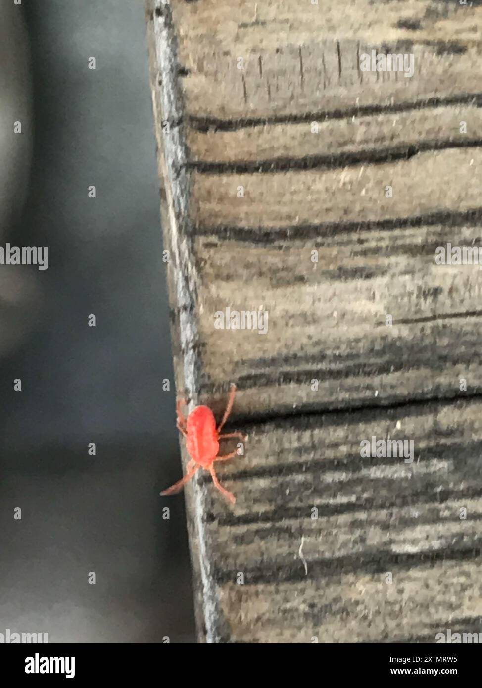 Trombidiform Mites (Trombidiformes) Arachnida Stock Photo - Alamy