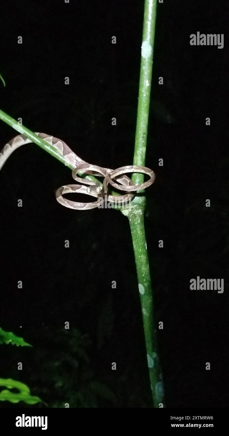 Common Blunt-headed Tree Snake (Imantodes cenchoa) Reptilia Stock Photo ...