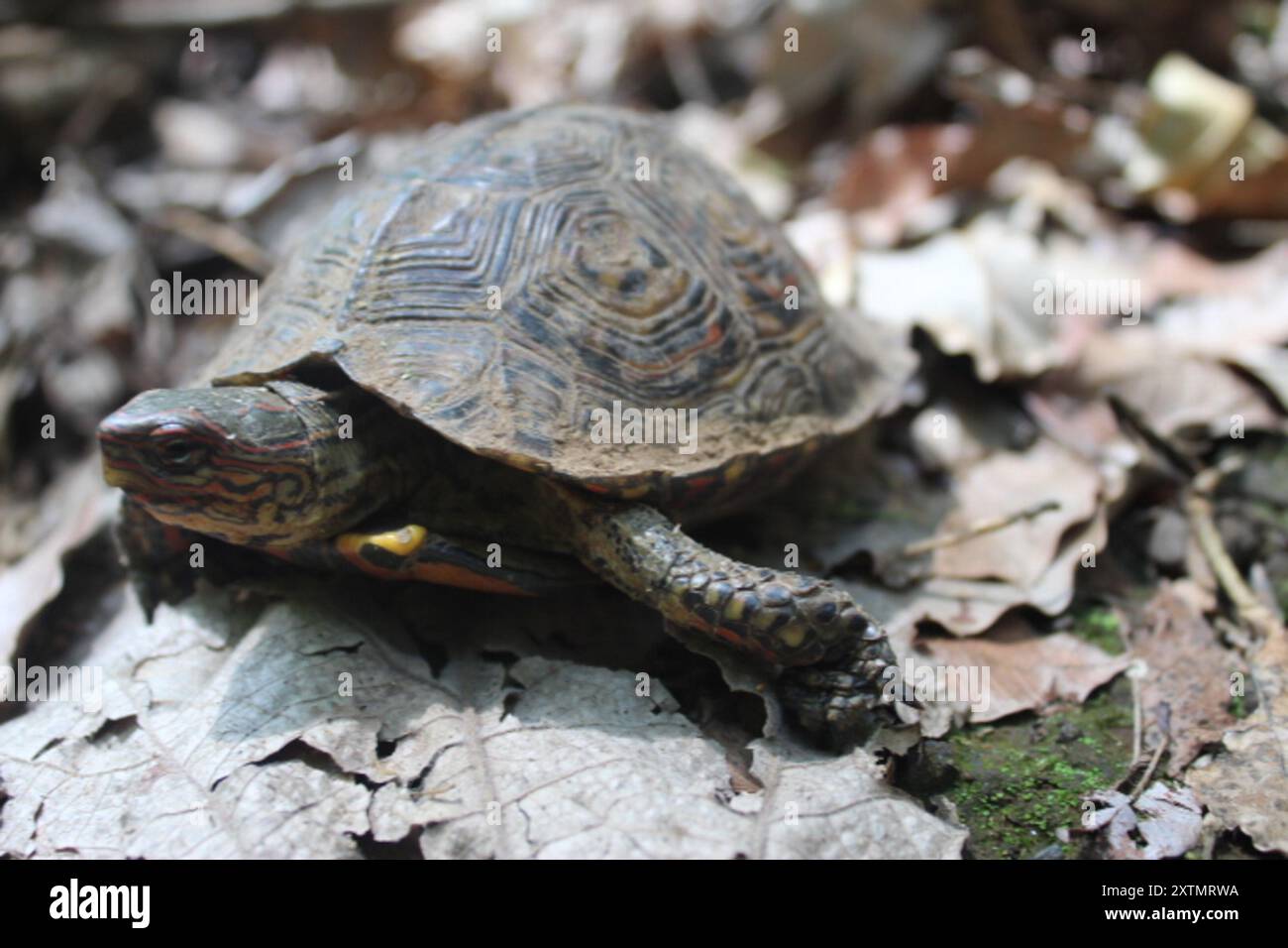 Painted Wood Turtle (Rhinoclemmys pulcherrima) Reptilia Stock Photo - Alamy