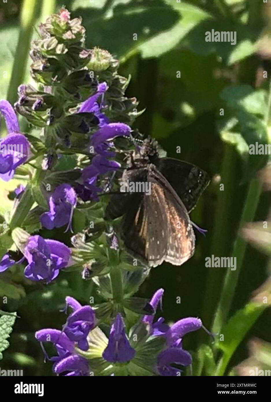 Wild Indigo Duskywing (Erynnis baptisiae) Insecta Stock Photo - Alamy